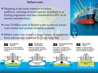 Marine bio invasion | PPTX
