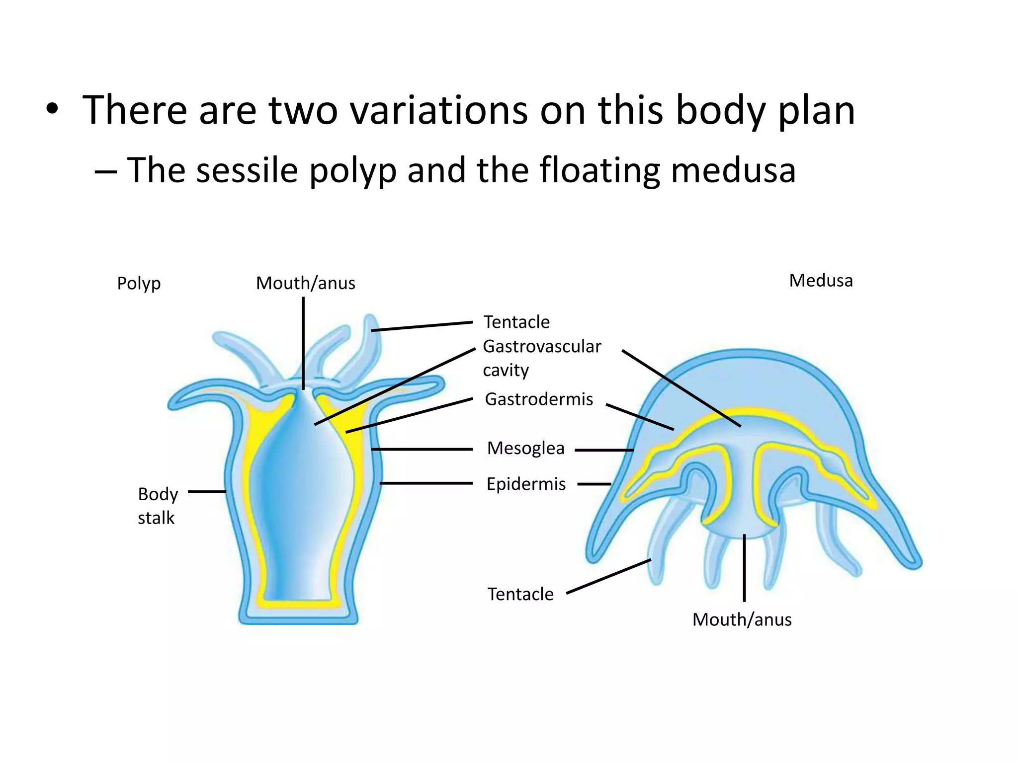 Marine invertebrates | PPTX