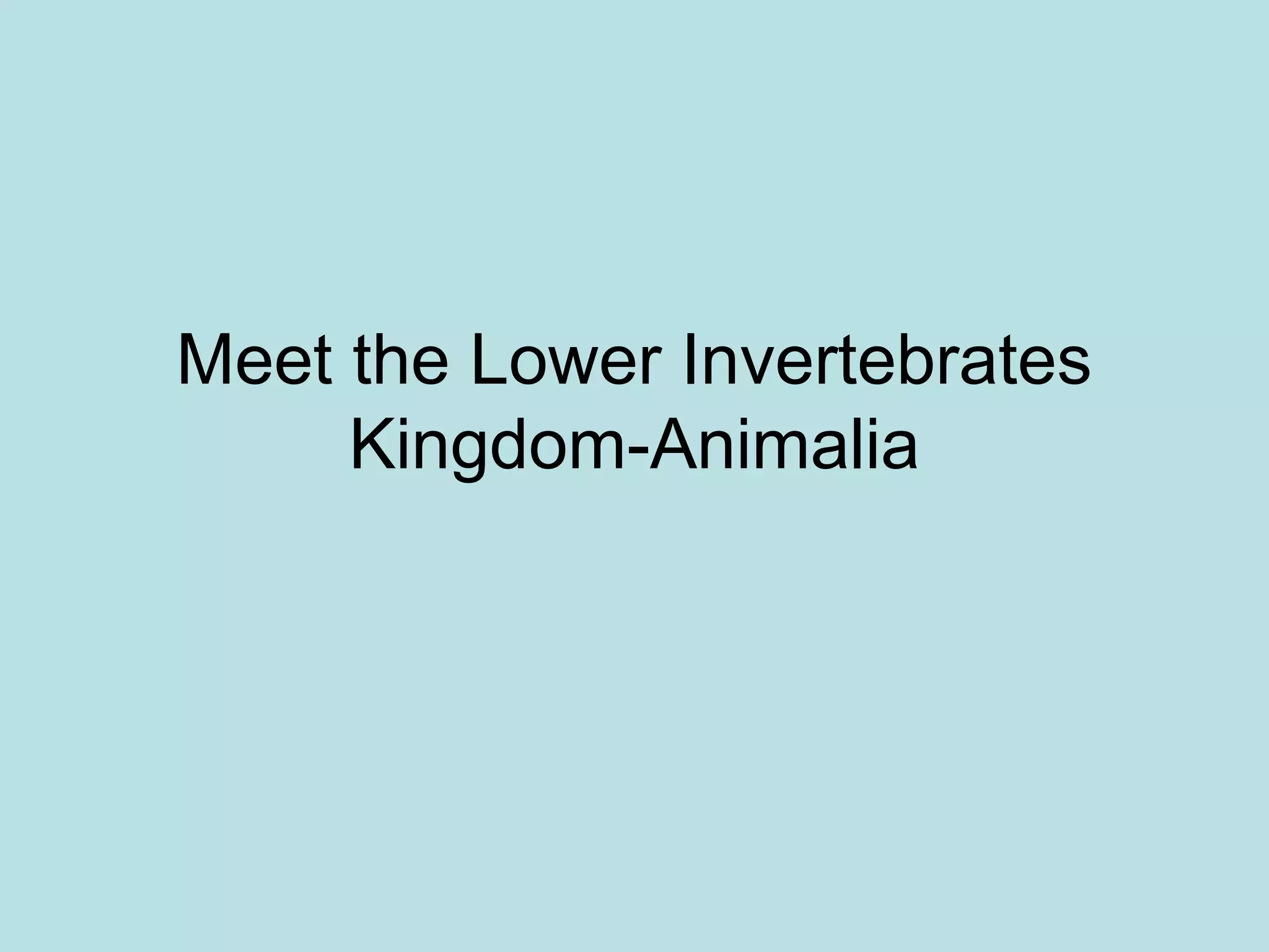 Marine invertebrates | PPT