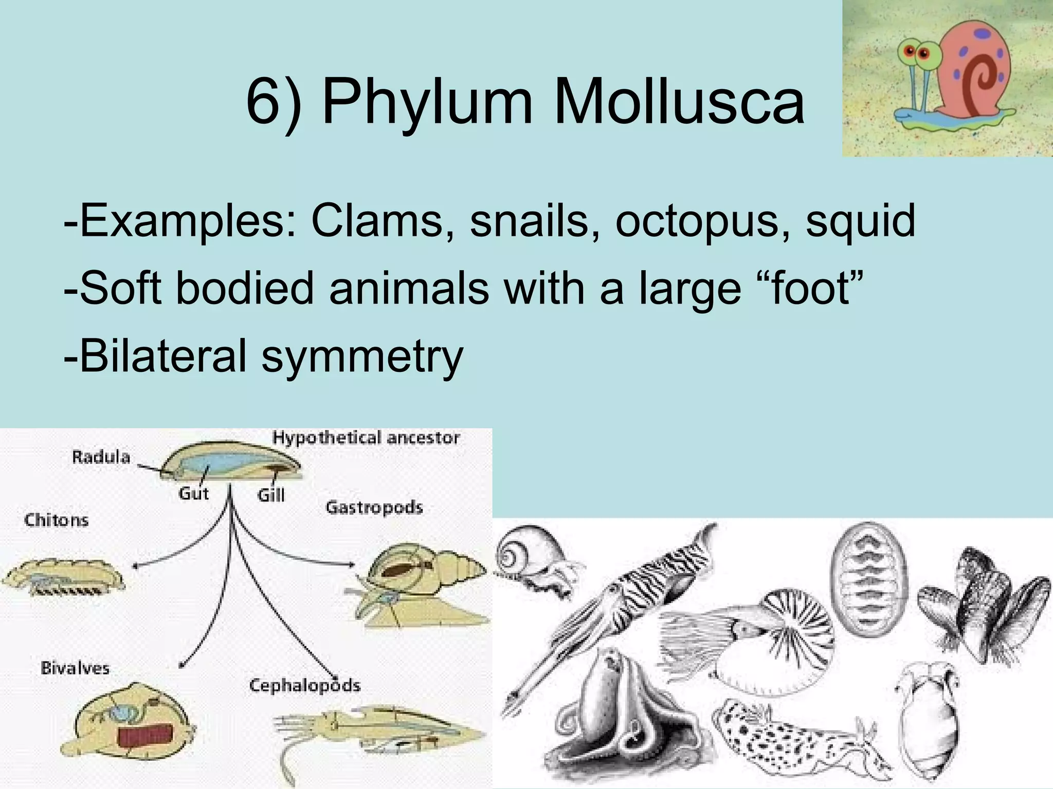 Marine invertebrates | PPT