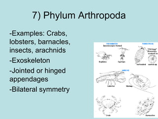 Marine invertebrates | PPT