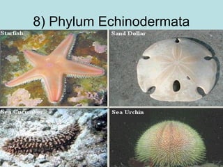 Marine invertebrates | PPT