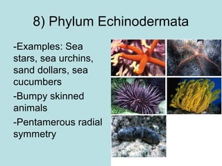 Marine invertebrates | PPT