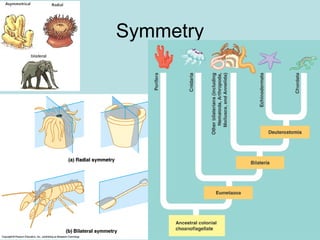 Marine Vertebrates And Invertebrates