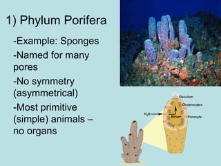 Marine invertebrates | PPT