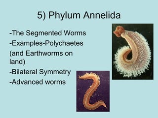 Marine invertebrates | PPT | Biological Sciences | Science