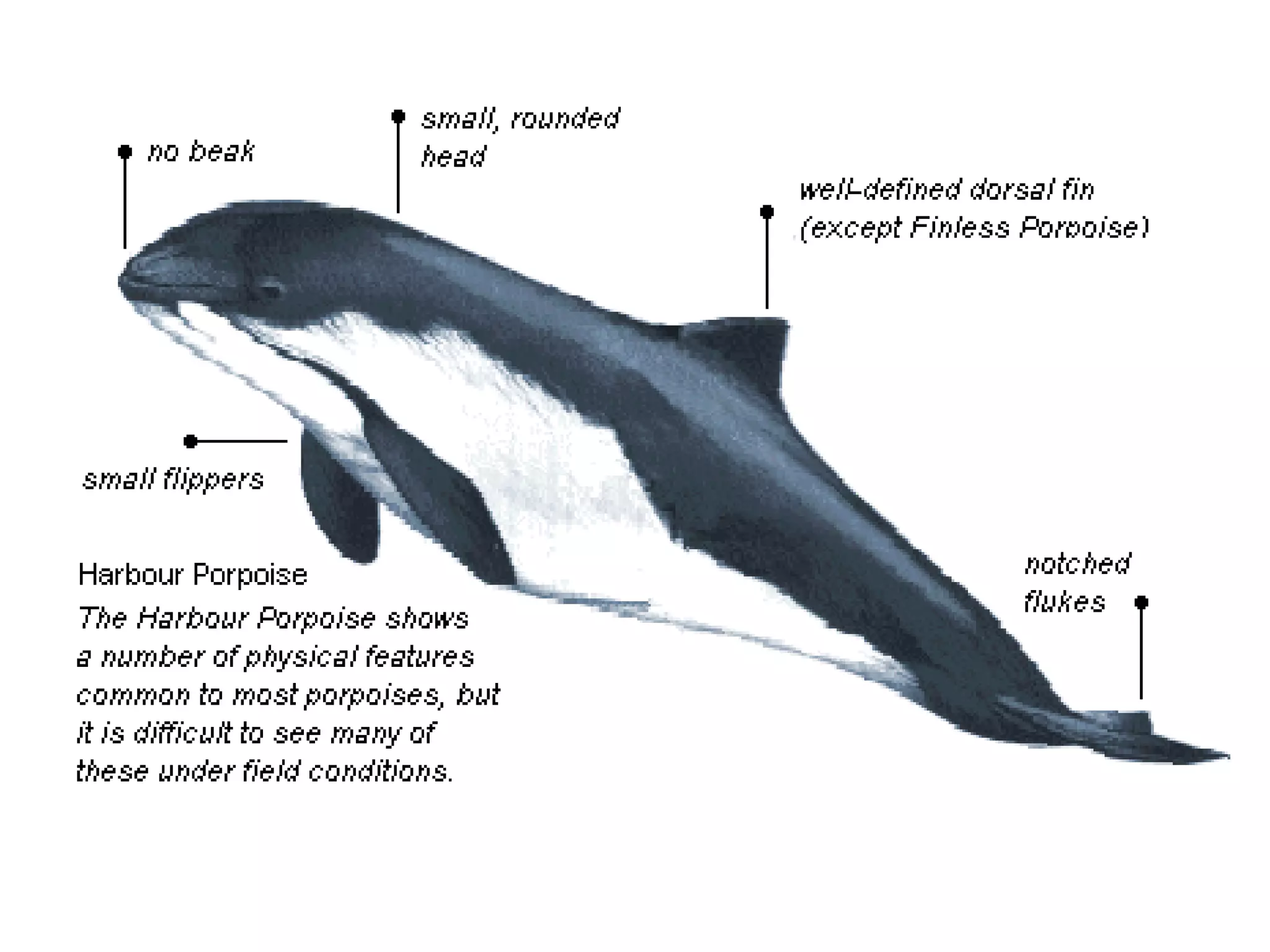 Marine Mammals | PPT