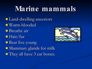 Aquatic Mammals