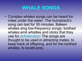 Marine mammals | PPT