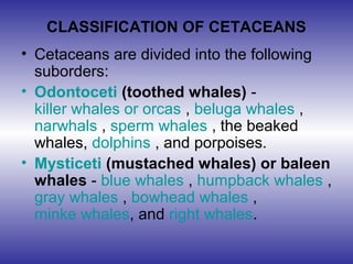 Marine mammals | PPT