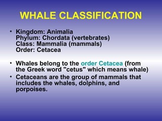 Marine mammals | PPT