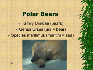 Marine Mammals.ppt