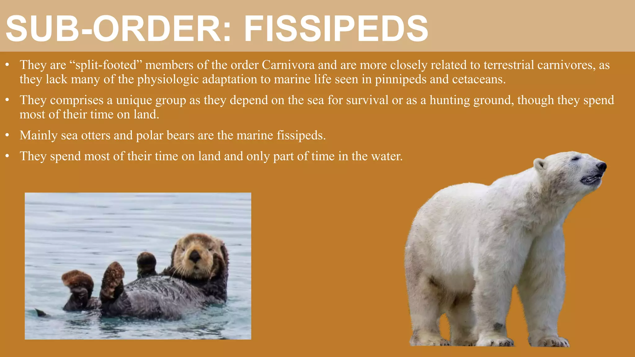 Marine Mammals | PPTX