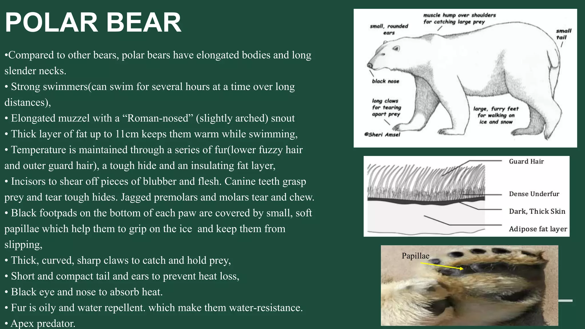 Marine Mammals | PPTX