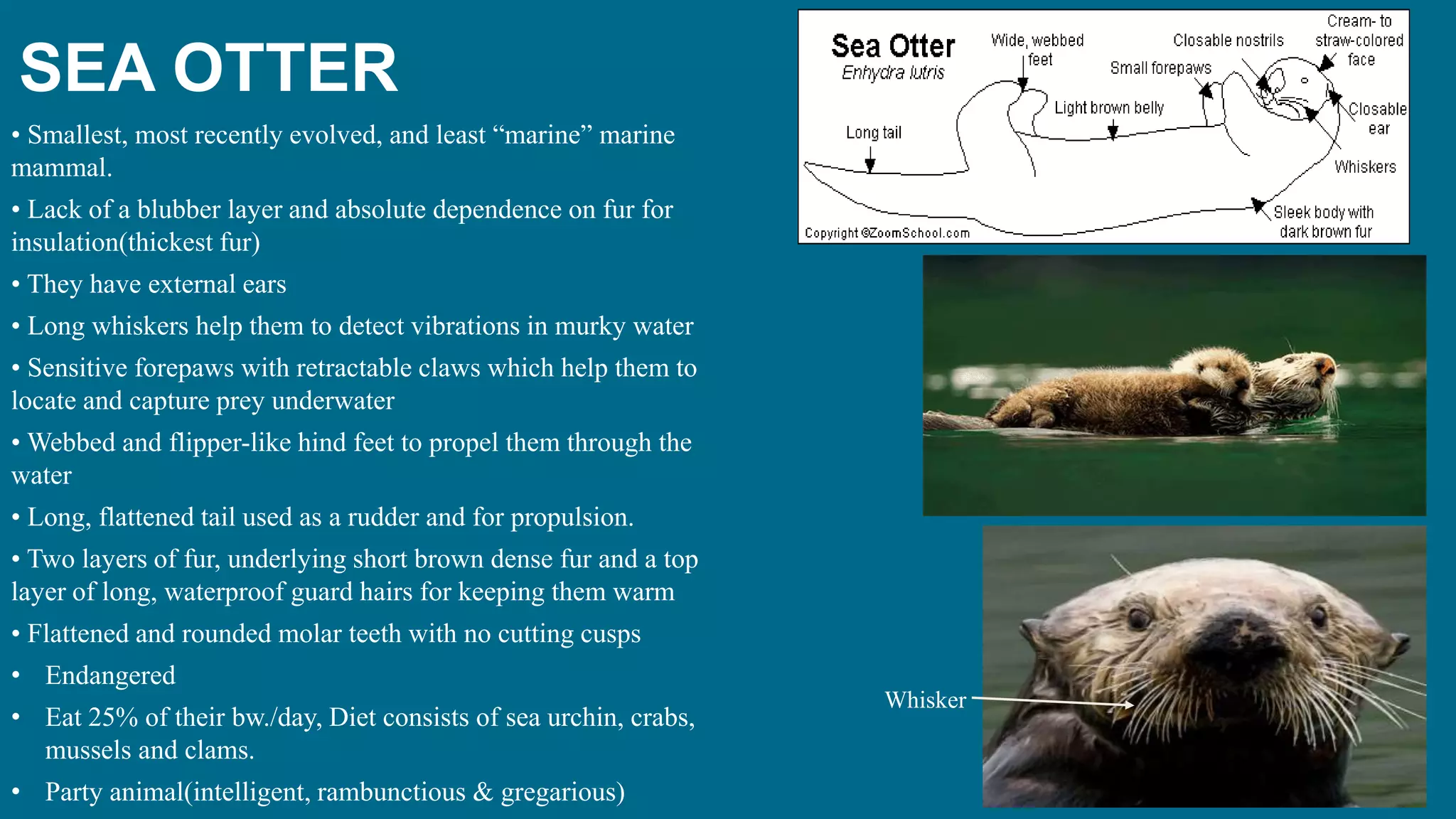 Marine Mammals | PPTX