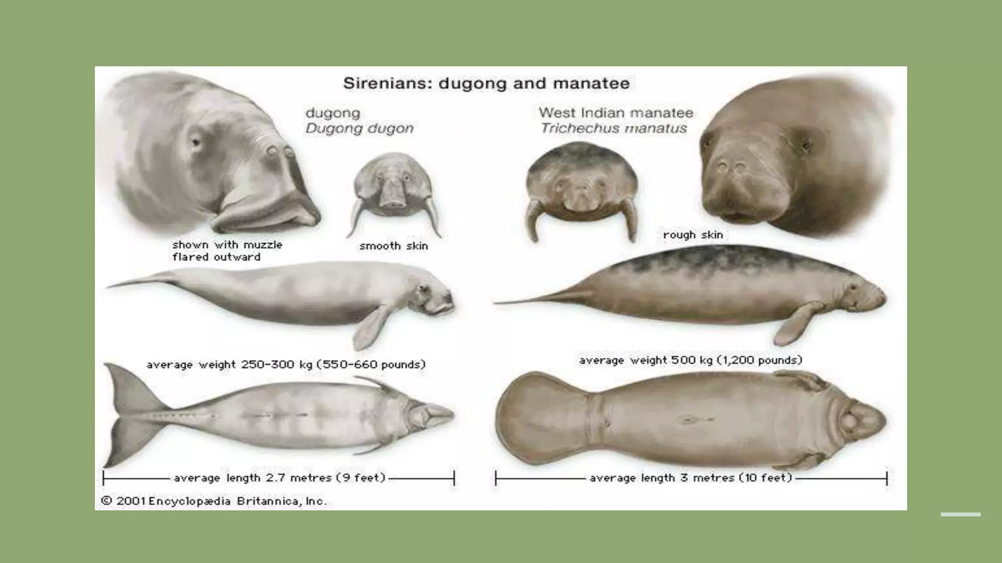 Marine Mammals | PPTX