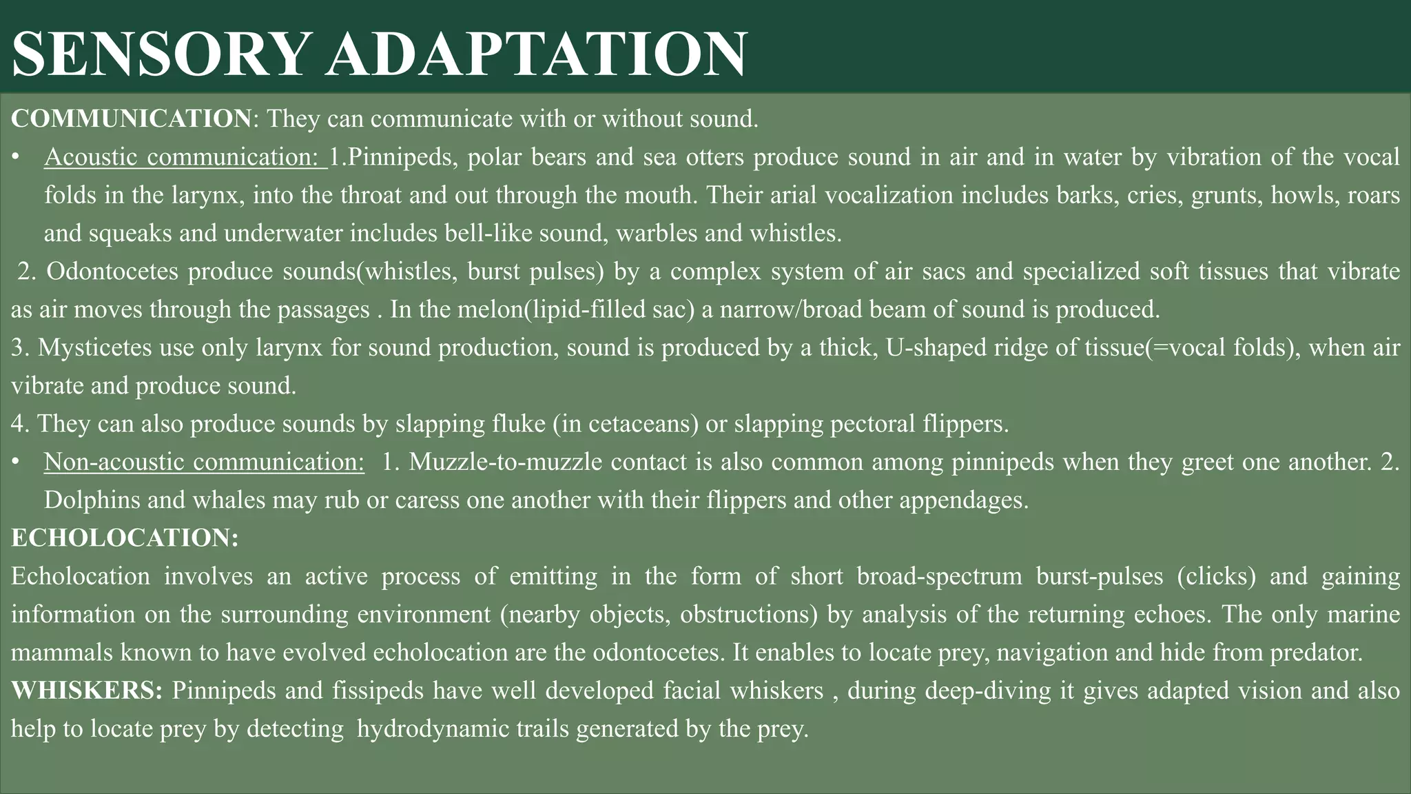 Marine Mammals | PPTX