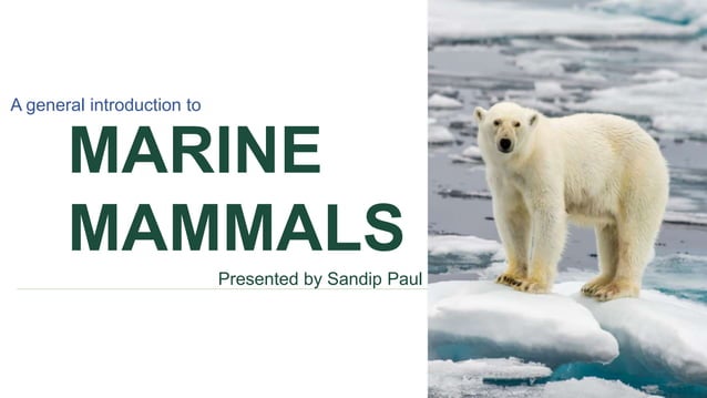 Marine Mammals | PPTX | Geography | Science