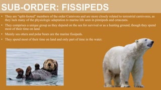 Marine Mammals | PPTX