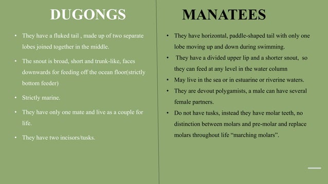 Marine Mammals | PPTX | Geography | Science