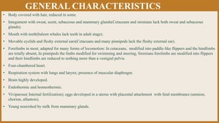 Marine Mammals | PPTX