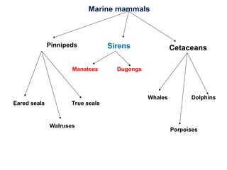 Marine mammals its beautiful treeeee.ppt