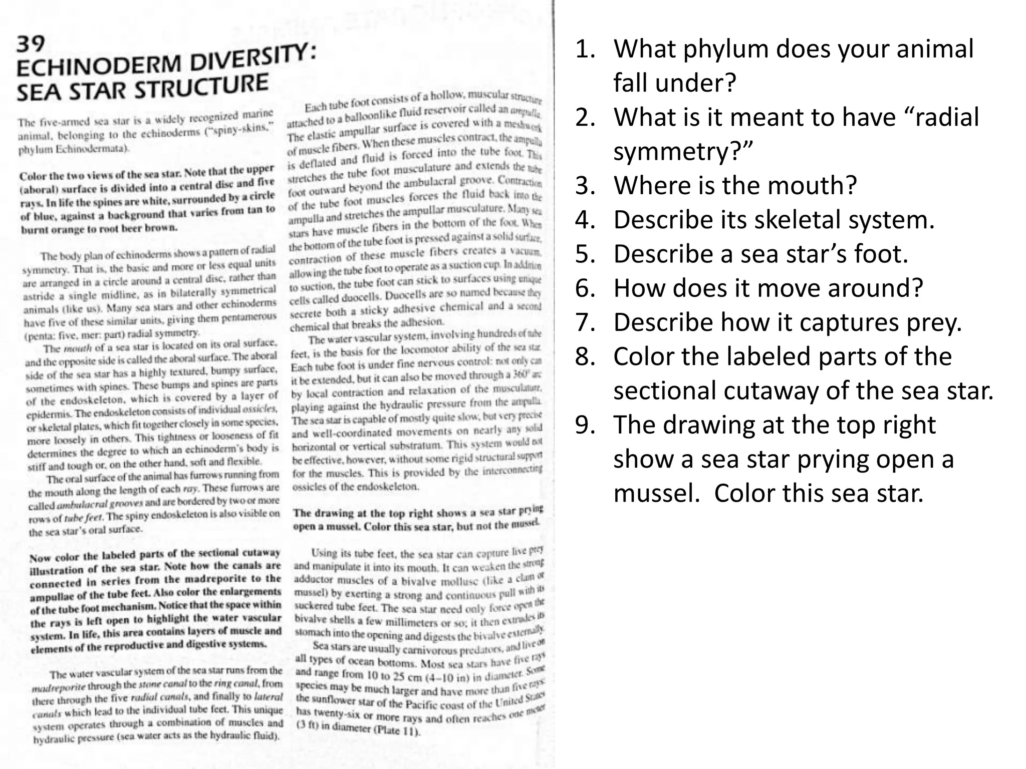 Marine Mammals Questions and Facts | PPTX | Reptiles | Pets