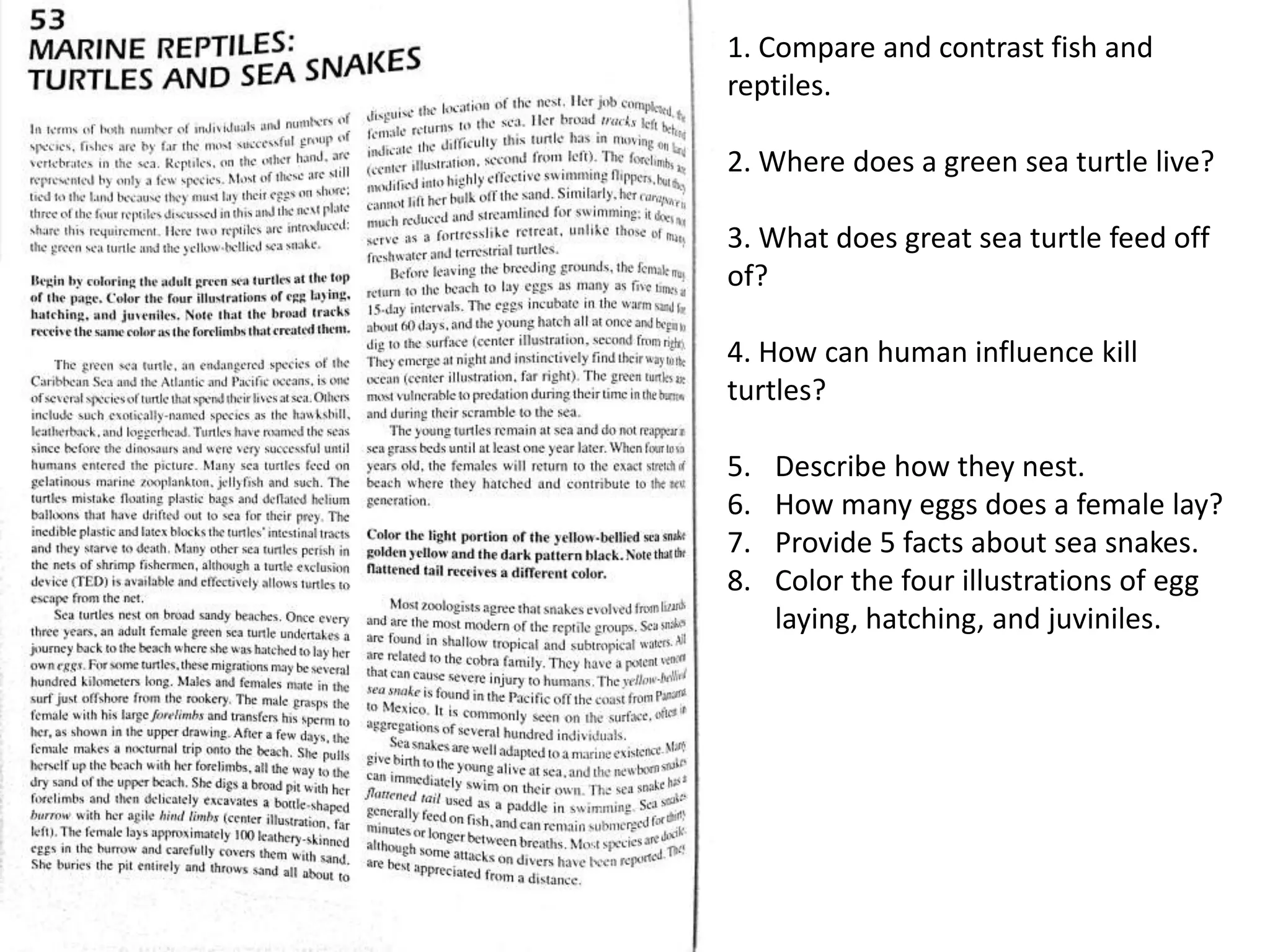 Marine Mammals Questions and Facts | PPTX | Reptiles | Pets