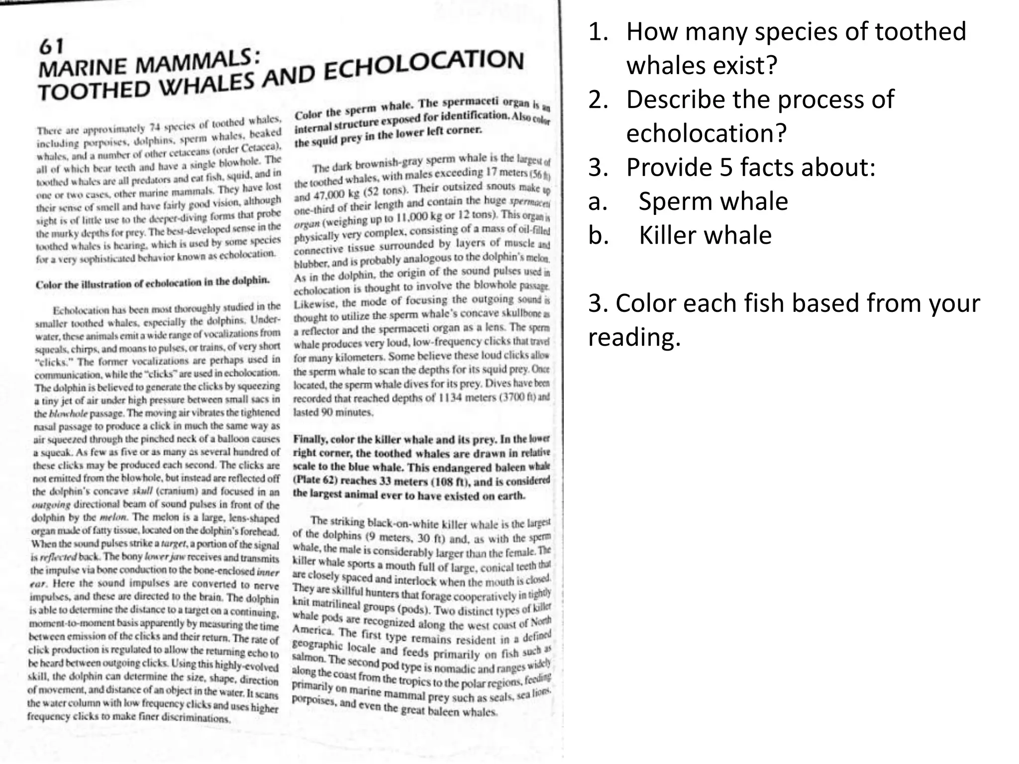 Marine Mammals Questions and Facts | PPTX | Reptiles | Pets