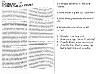 Marine Mammals Questions and Facts | PPTX | Reptiles | Pets