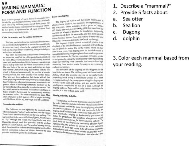 Marine Mammals Questions and Facts | PPTX | Reptiles | Pets