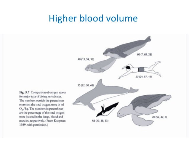 ppt: Physiological adaptations to freediving in marine mammals