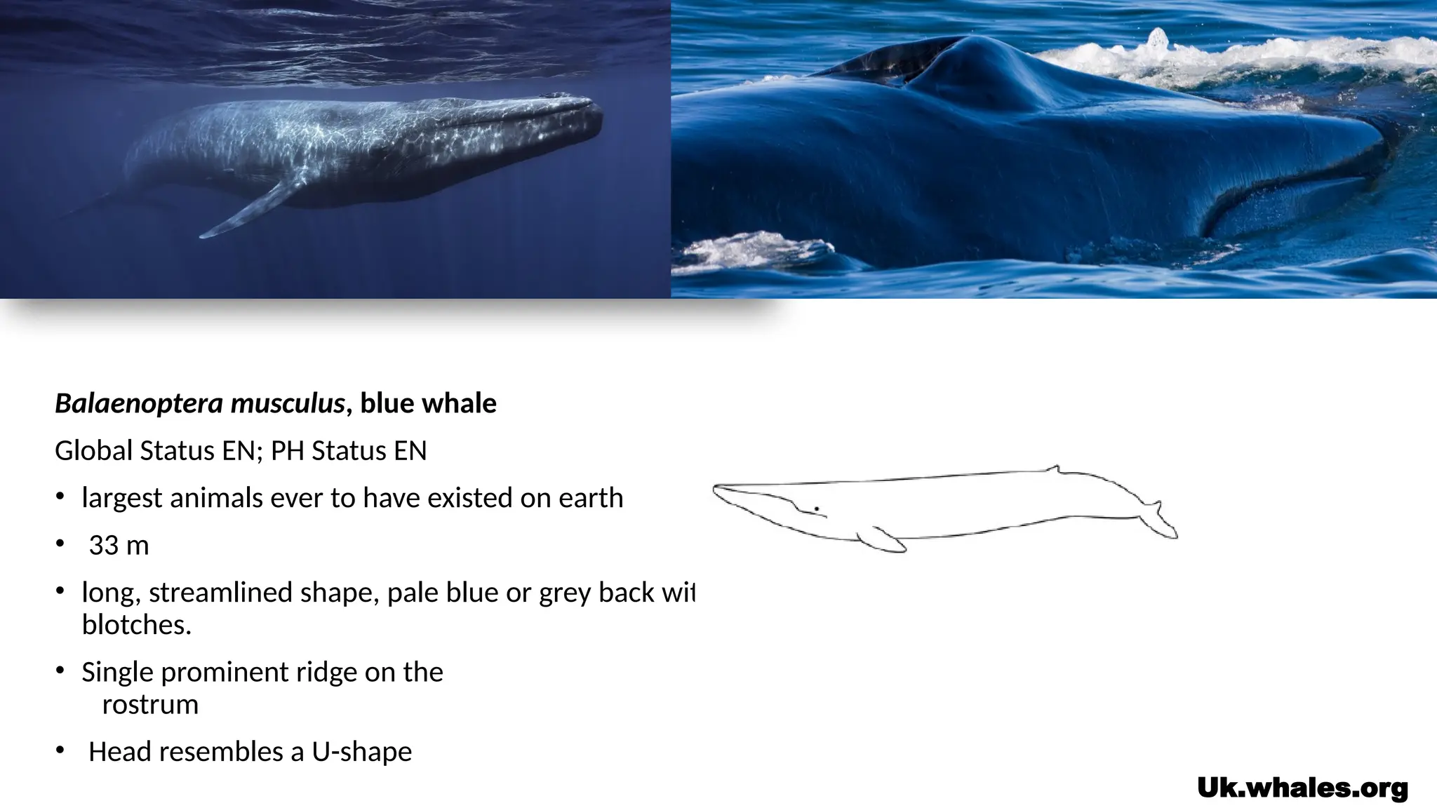 marine mammal species list. marine animals | PPTX