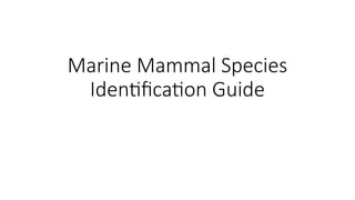 marine mammal species list. marine animals | PPTX