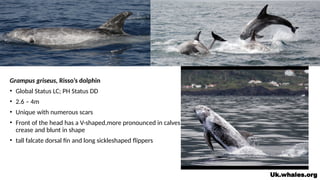 marine mammal species list. marine animals | PPTX
