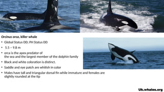marine mammal species list. marine animals | PPTX