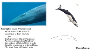 marine mammal species list. marine animals | PPTX