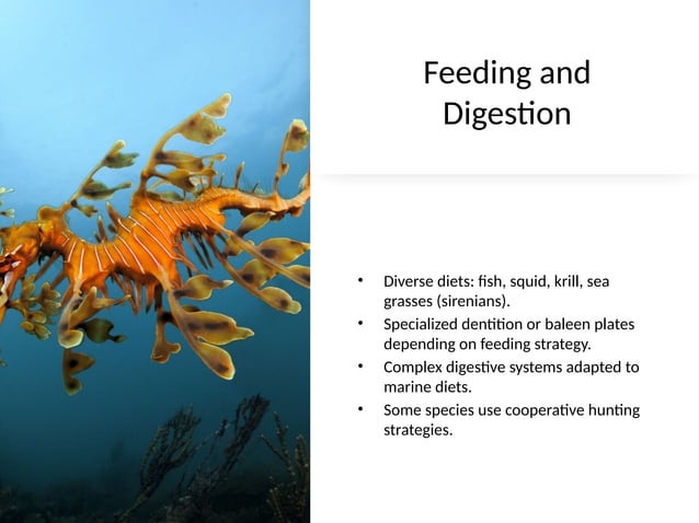 Marine_Mammals_Presentation-biology-conservation.pptx