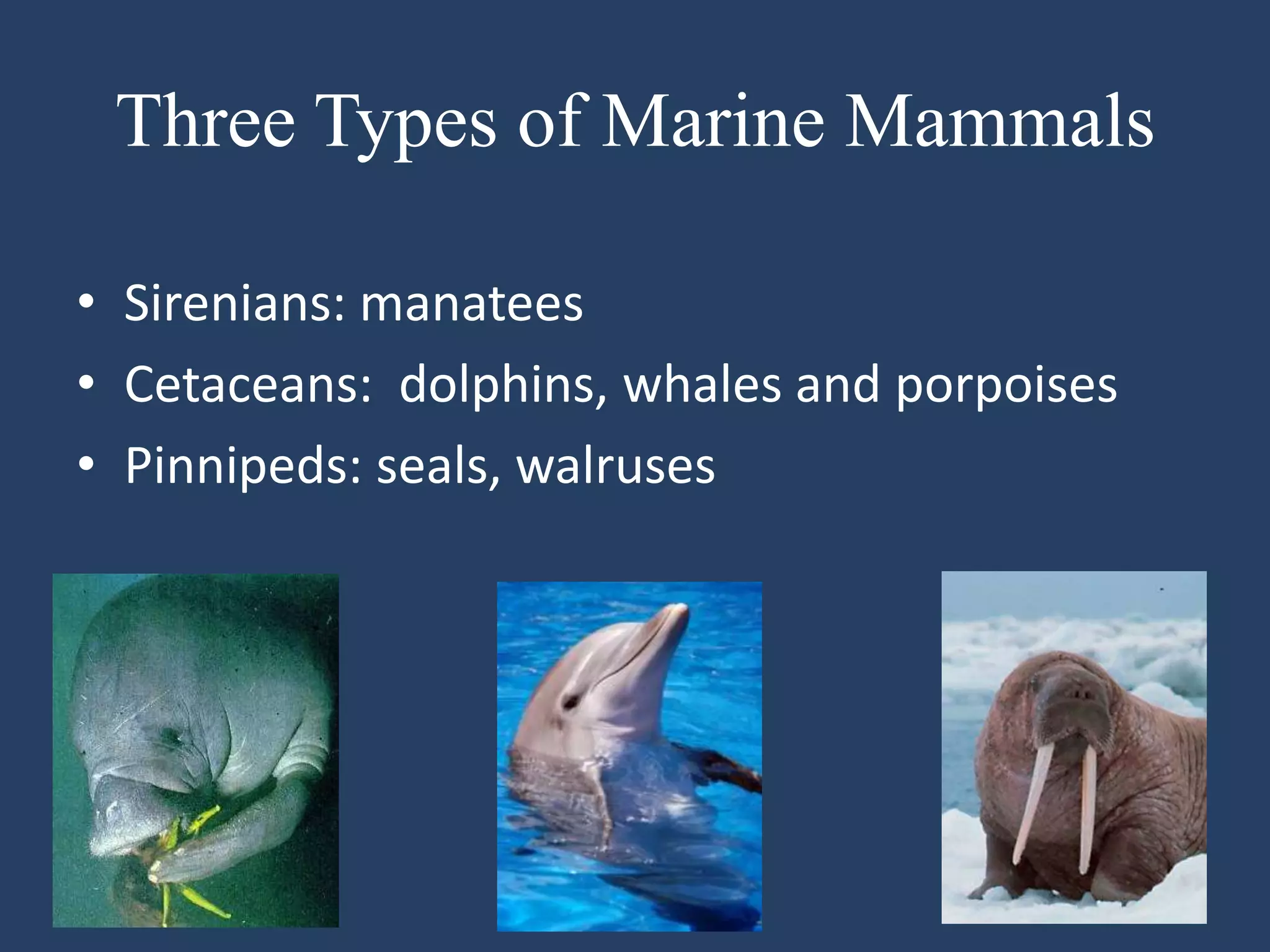 Marine Mammals Project | PPT