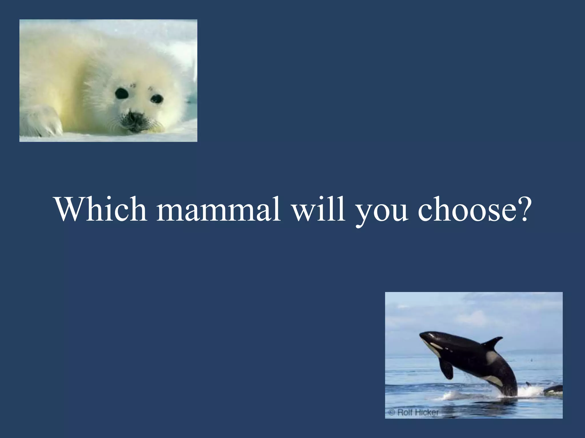 Marine Mammals Project | PPT