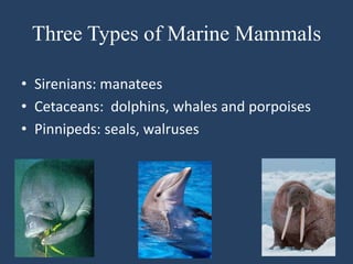 Marine Mammals Project | PPTX
