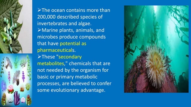 Novel Medicinal Agents from Marine Source | PPTX