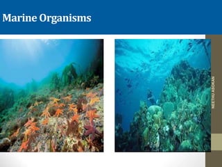 Marine microbial antibiotics for presentation | PPT