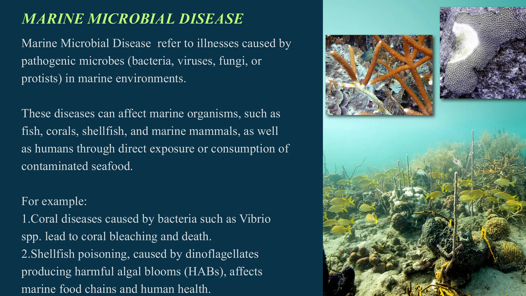 Marine Microbial Disease and their pathogenicity | PDF