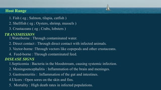 Marine Microbial Disease and their pathogenicity | PDF