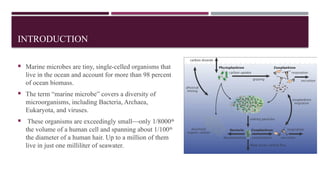 Marine Microbial Products production - pigments and toxins.pptx