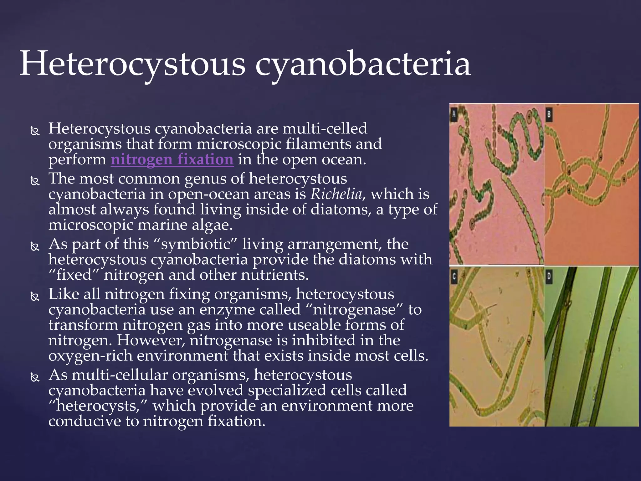 marine microorganisms.pptx