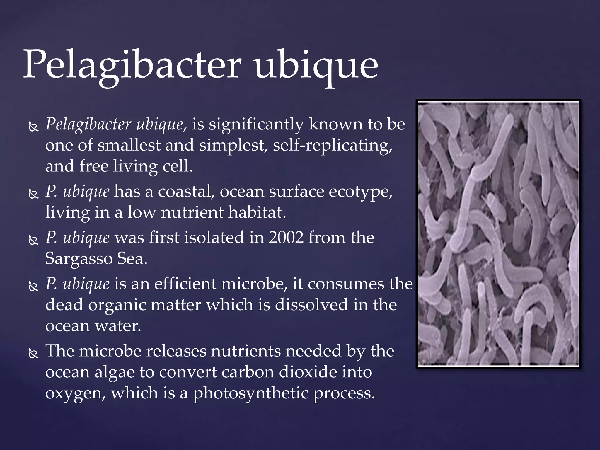 marine microorganisms.pptx