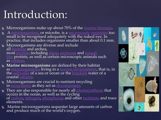 marine microorganisms.pptx | Biological Sciences | Science