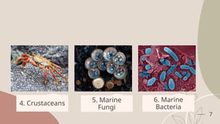 Marine Nutraceuticals .pptx Gandaki University | PPTX